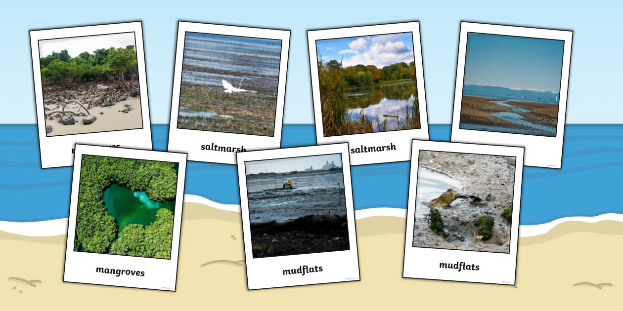 Coastal Habitats Instant Photo Style Display Images - Twinkl