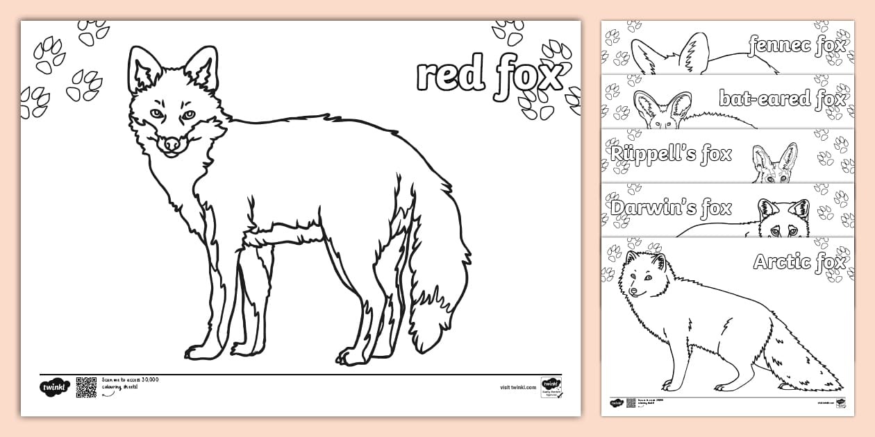 Types of Foxes Illustration Colouring Pages - Twinkl