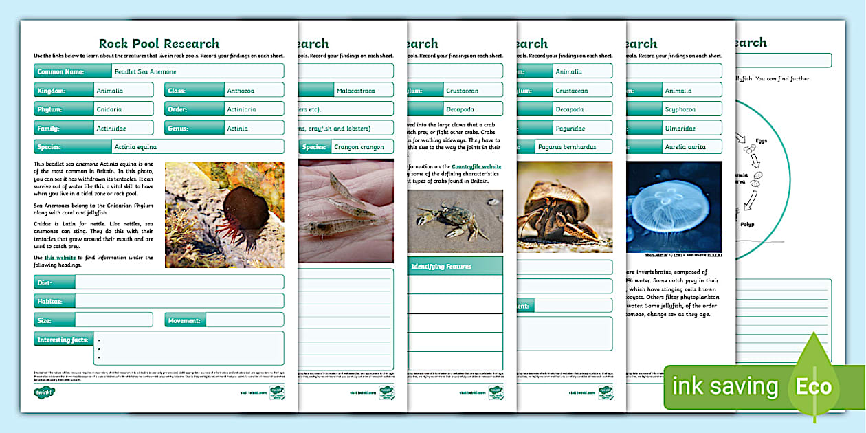 Rock Pool Activity Sheets (teacher made) - Twinkl