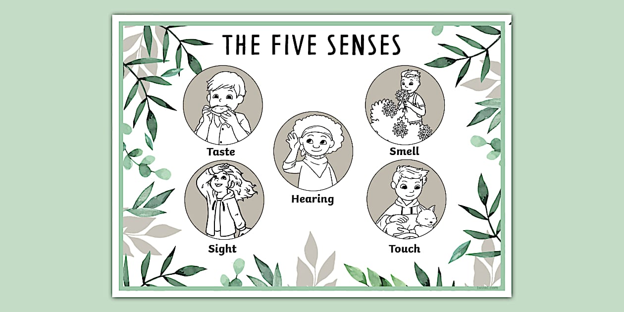 Botanical-Themed The Five Senses Display Poster - Twinkl