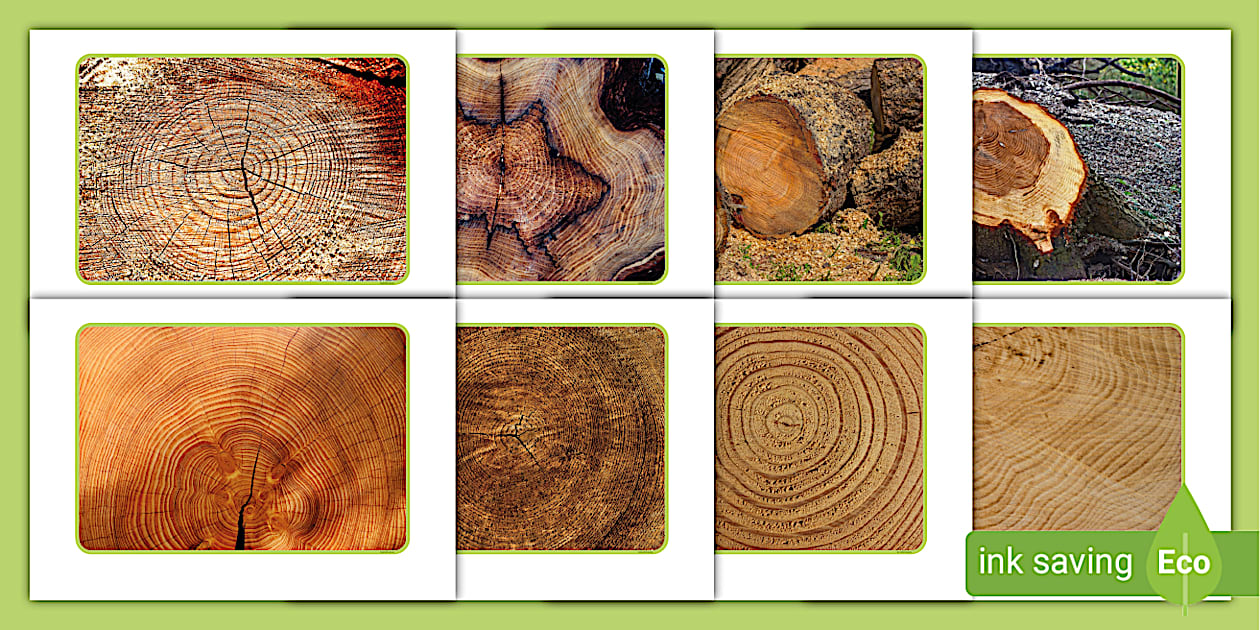 Tree Rings Display Photos | Twinkl (teacher made) - Twinkl