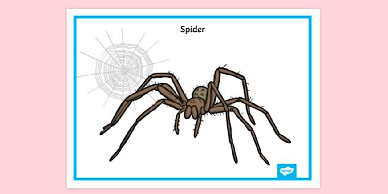 Spider Poster | Display | Primary Resources