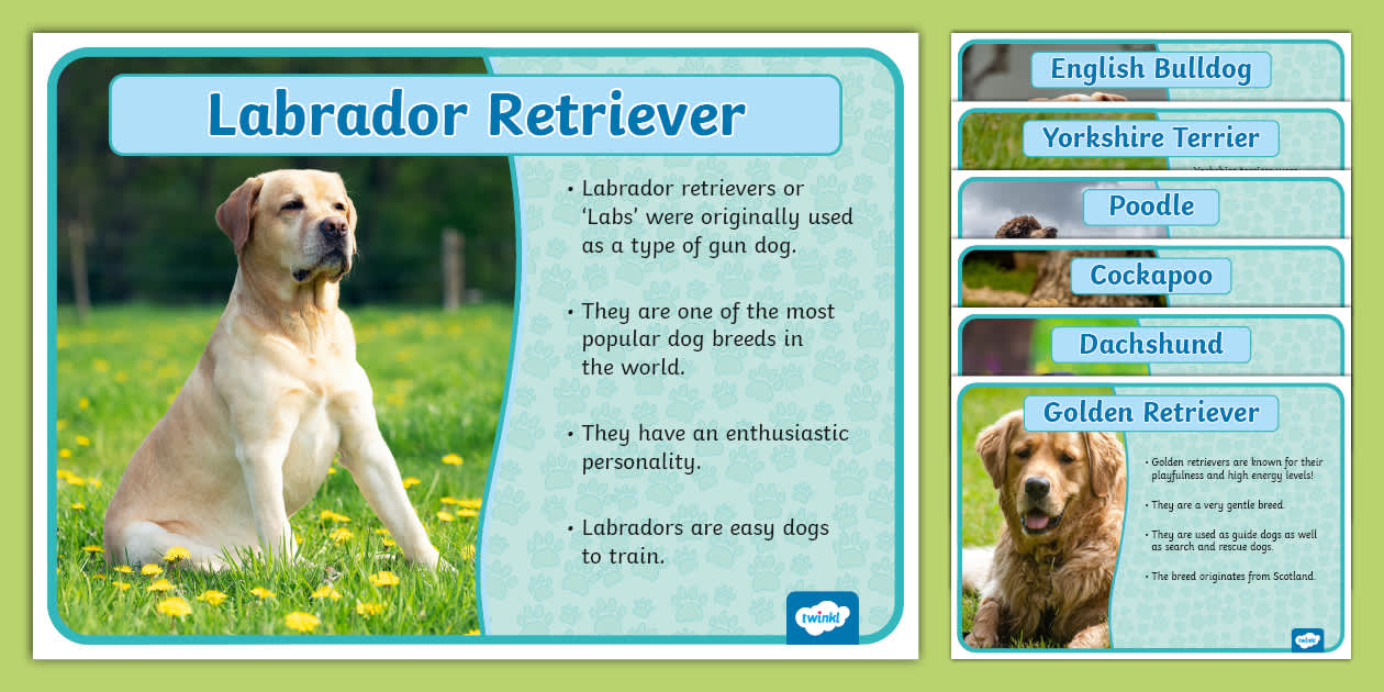 Dog Breeds Posters - Twinkl - KS1 (teacher made) - Twinkl