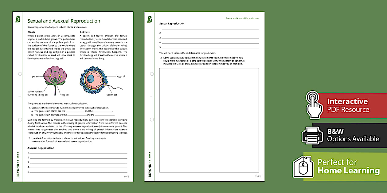 Sexual and Asexual Reproduction | GCSE Biology | Beyond