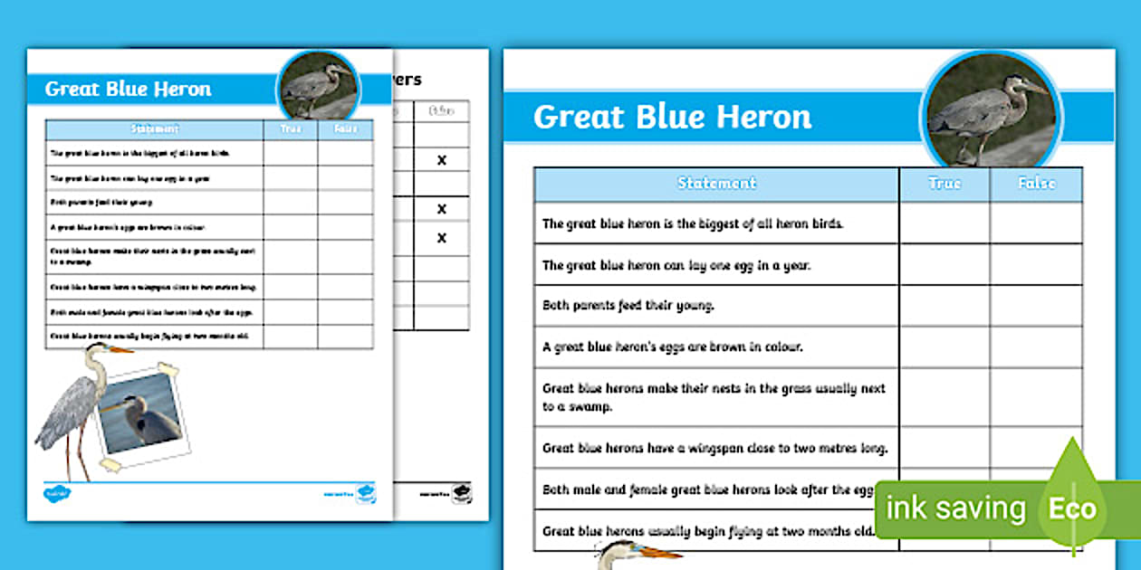 Great Blue Heron True or False Activity (teacher made)