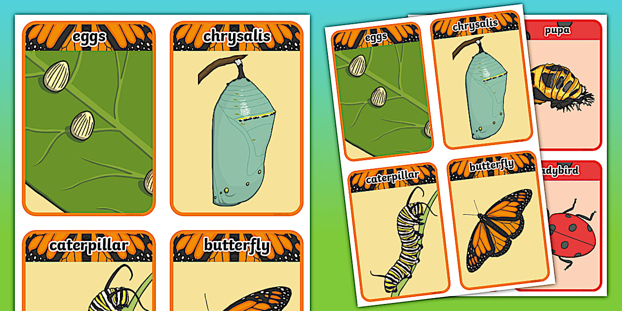 Insect Stages Word Cards (teacher made) - Twinkl