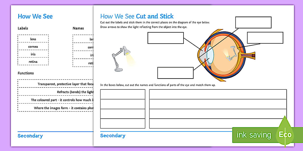 How We See Cut and Stick Worksheet (teacher made) - Twinkl