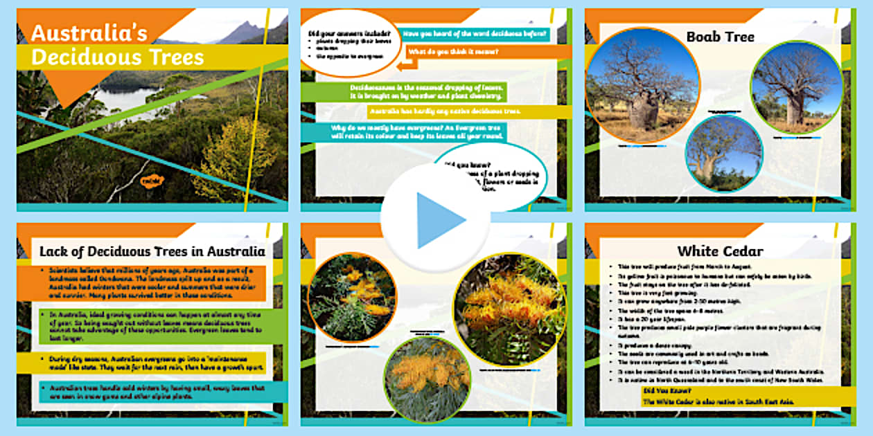 Deciduous Trees in Australia PowerPoint - Twinkl