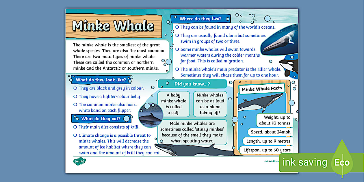 Minke Whale Fact File - Twinkl - KS1 (teacher made) - Twinkl