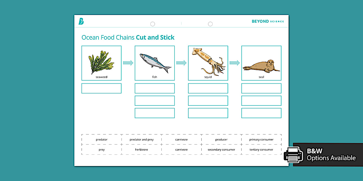 Ocean Food Chain Cut and Stick | KS3 Ecosystems | Beyond