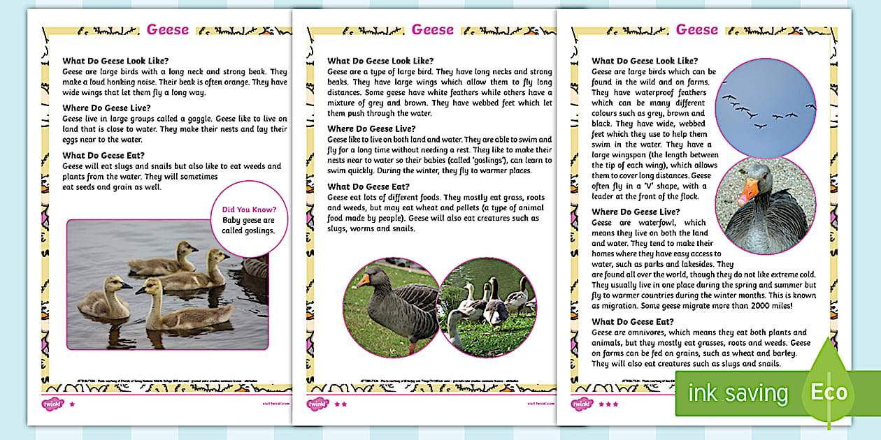 Higher Ability KS1 Geese Differentiated Fact File - Twinkl