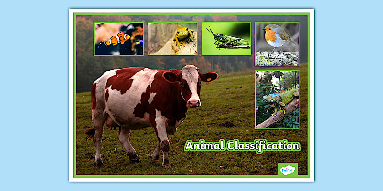Animal Classification Display Poster (Teacher-Made) - Twinkl