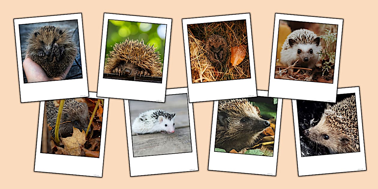 Hedgehog Instant Photo Style Display Images (teacher made)