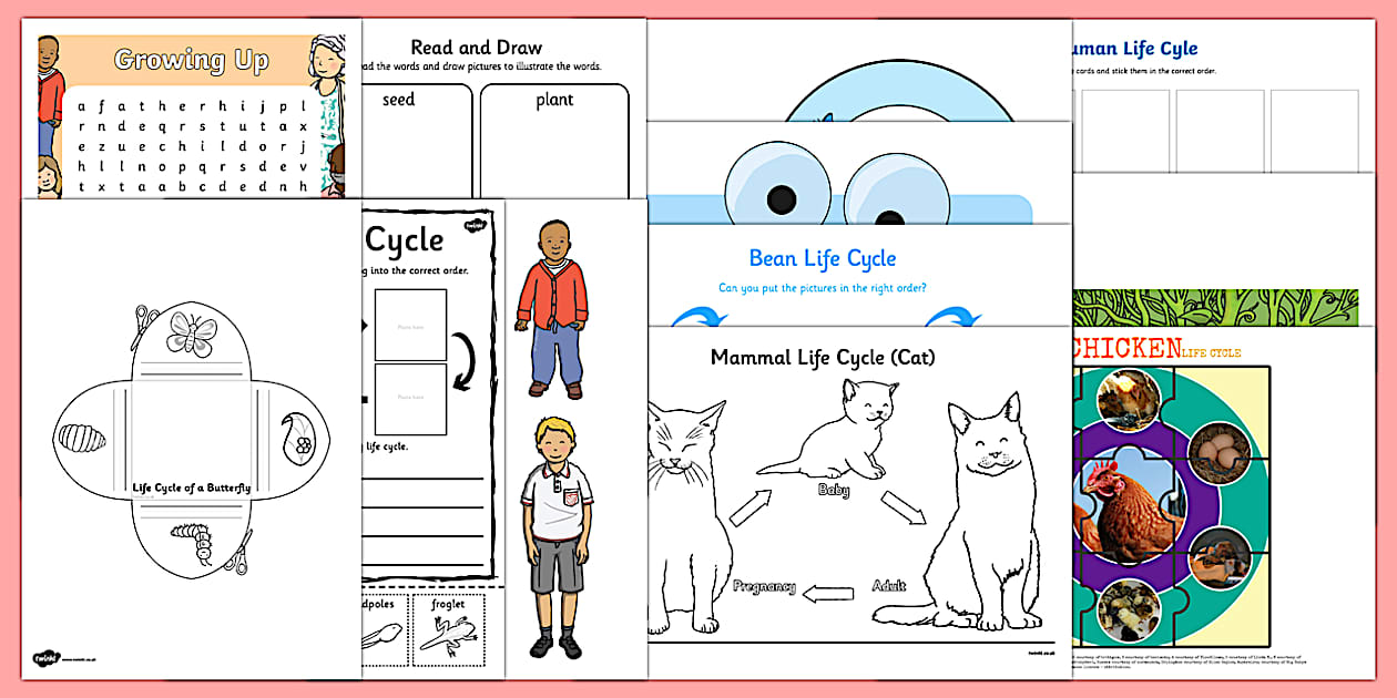 Life Cycles Activity Pack (Teacher-Made) - Twinkl