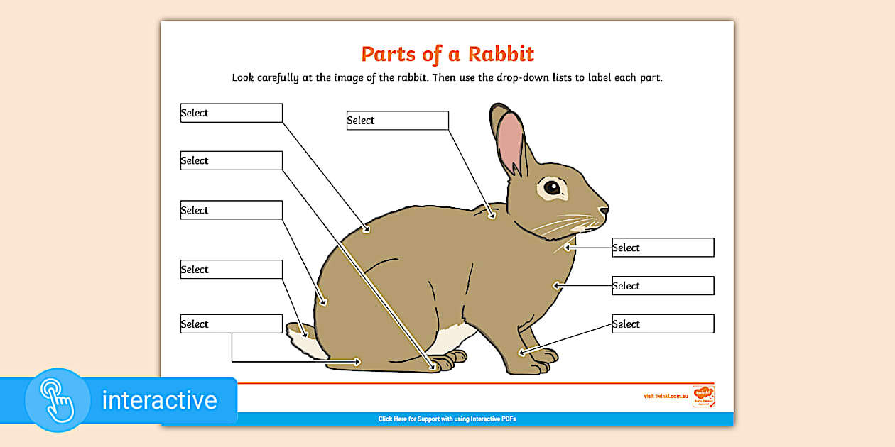 Parts of a Rabbit Interactive Labelling Worksheet - Twinkl