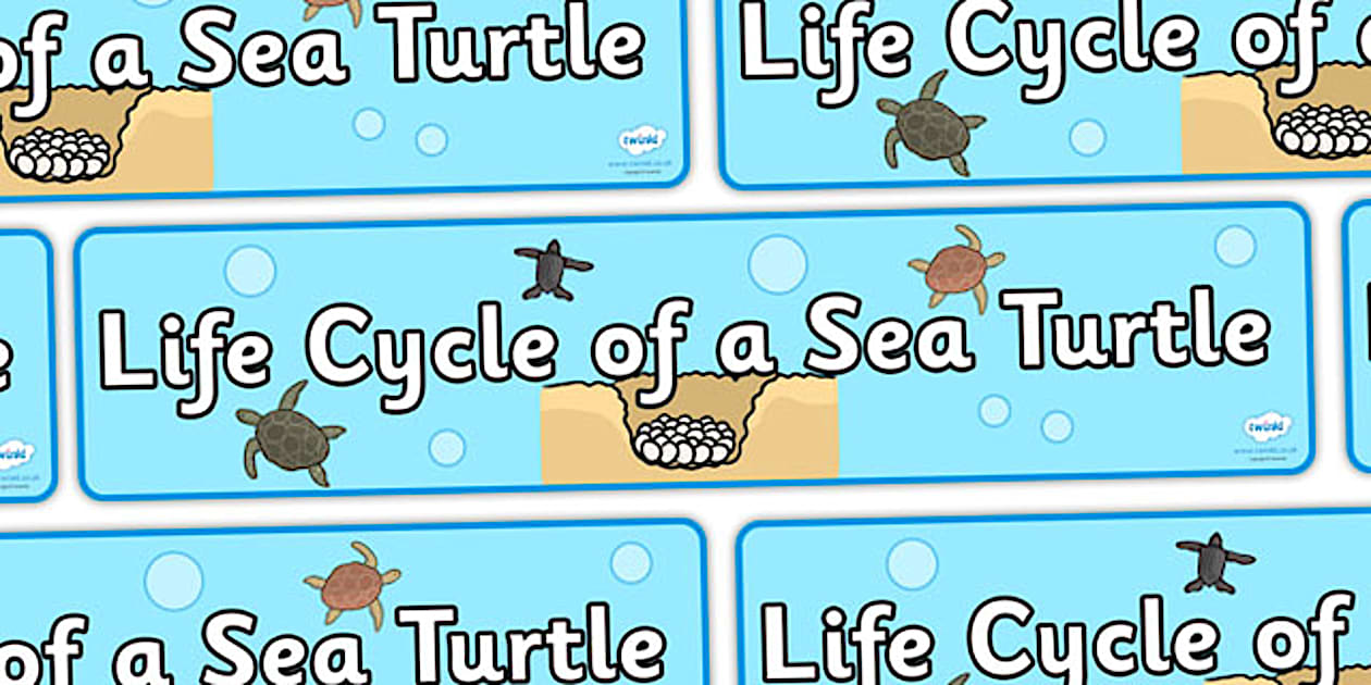 Sea Turtle Life Cycle Display Banner (teacher made) - Twinkl