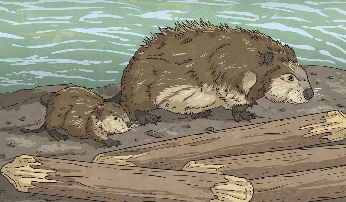 Baby Beaver Born in Exmoor - Twinkl NewsRoom - Twinkl