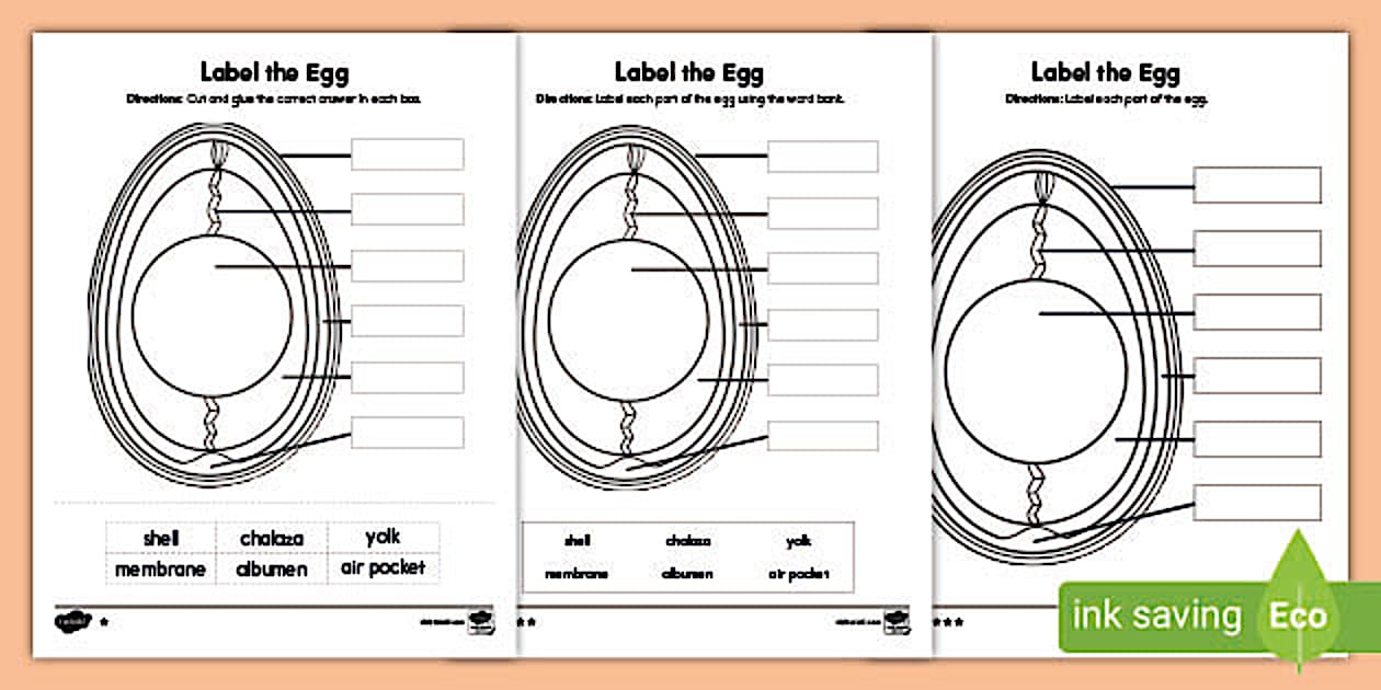 Egg Worksheet with Answers - Labelling Activity | Twinkl