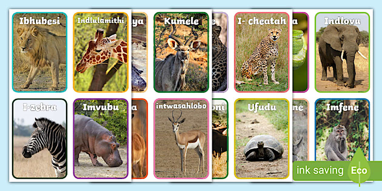 Wild Animal Flashcards isiZulu (teacher made) - Twinkl