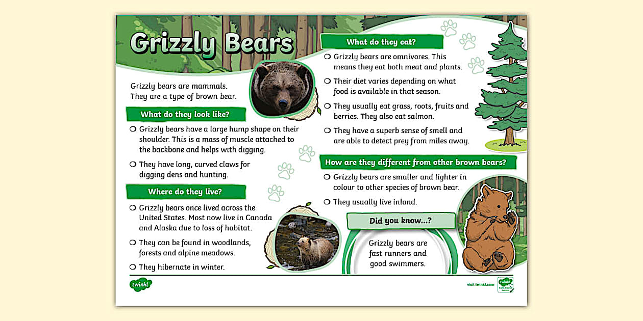 Grizzly Bear Fact File - Twinkl - KS1 (teacher made)