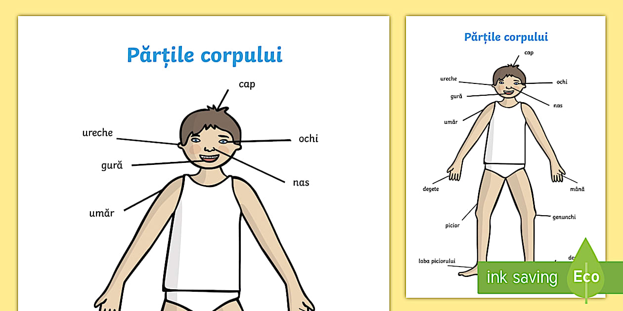 Părțile corpului - Totul despre mine | Twinkl România