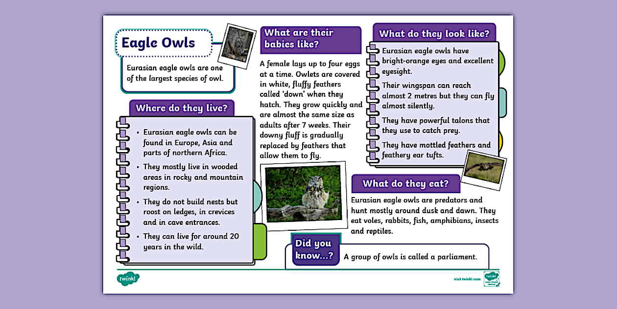 Eagle Owl Fact File (teacher made) - Twinkl