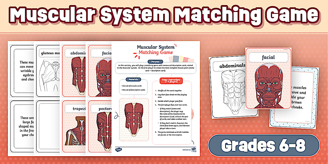 Hands-On Muscular System: Matching Card Game Lab Station
