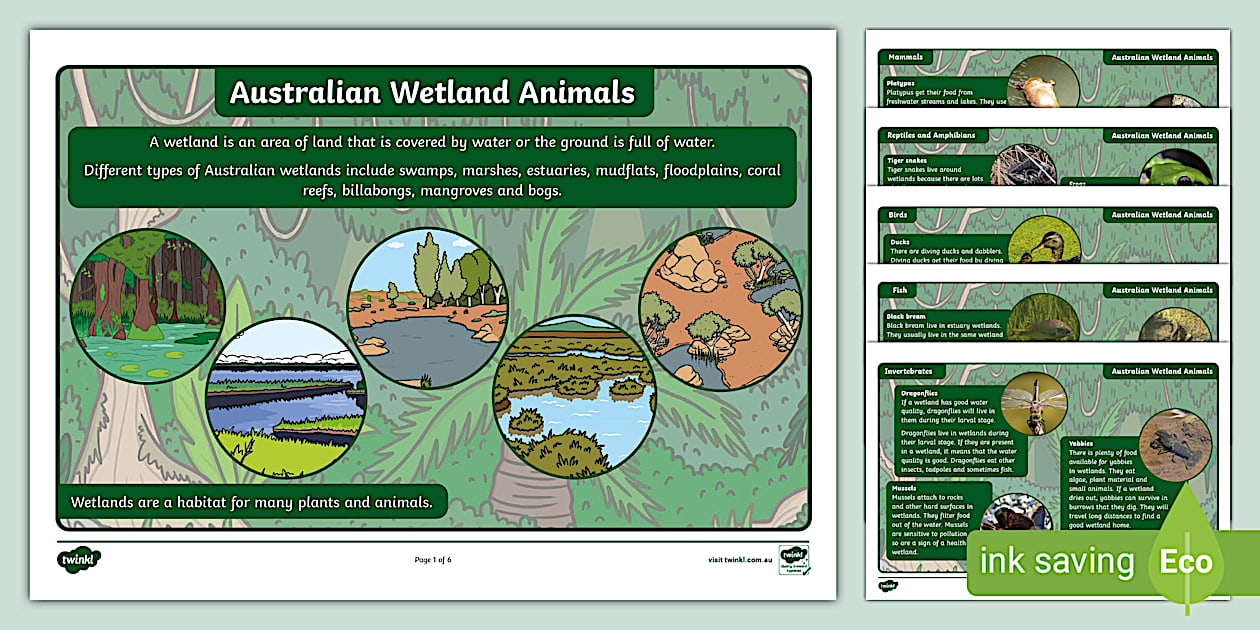 Australian Wetland Animal Fact Sheets (teacher made)