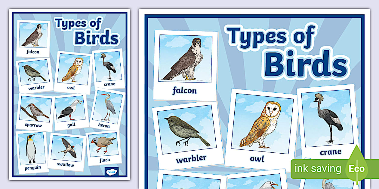Types of Birds Display Poster (teacher made) - Twinkl