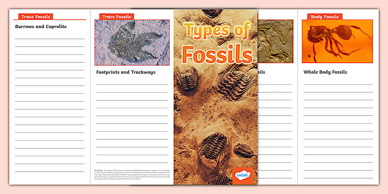 Types of Fossils Leaflet Template (professor feito) - Twinkl