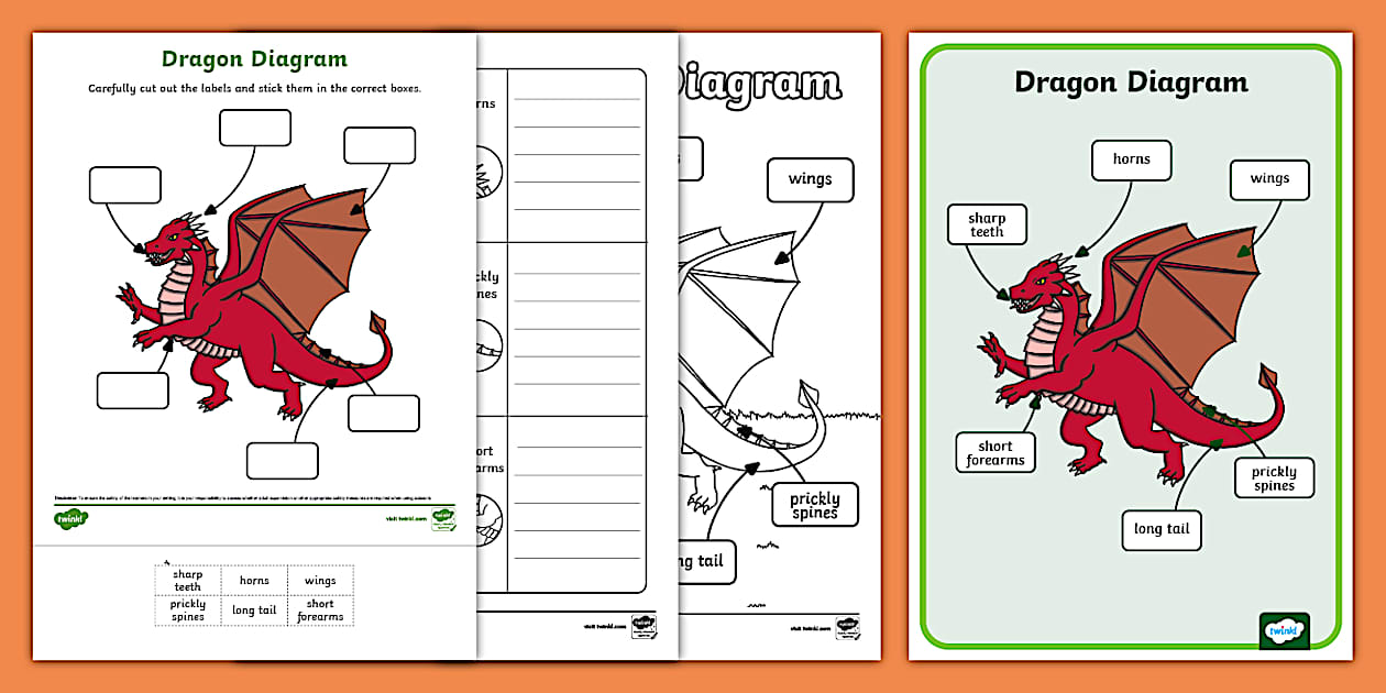 Dragon Diagram Activity Pack (teacher made) - Twinkl