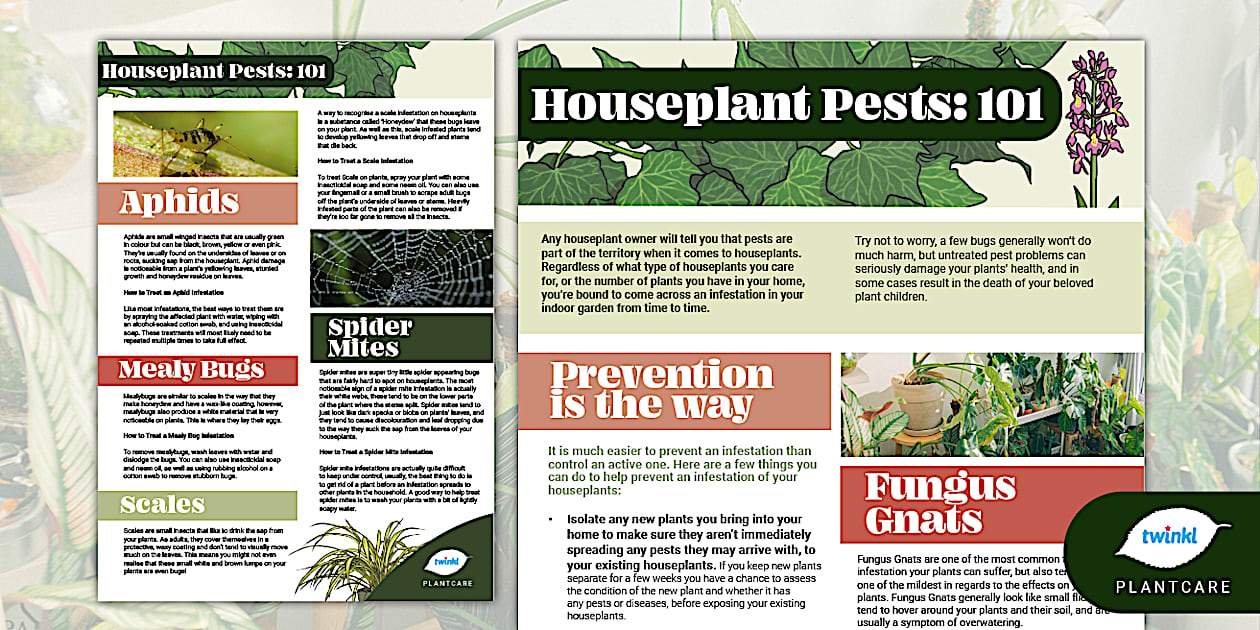 Houseplant Pests: 101, A Beginners guide to Plant Pests