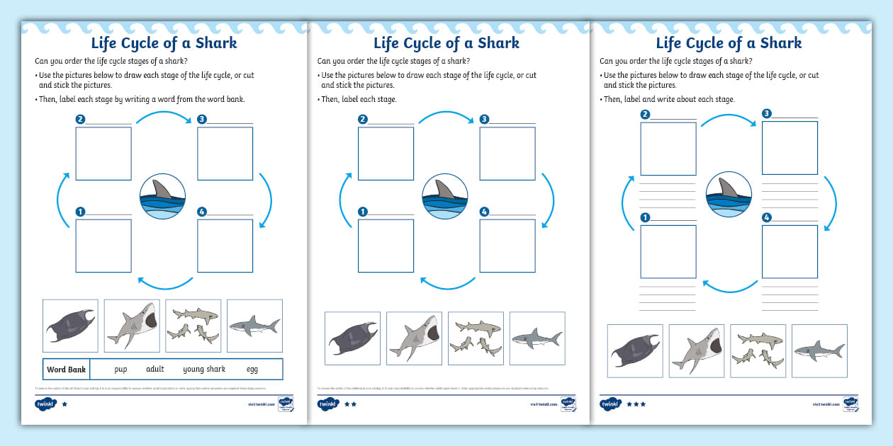 Shark Life Cycle Cut and Paste Activity Worksheet - Twinkl