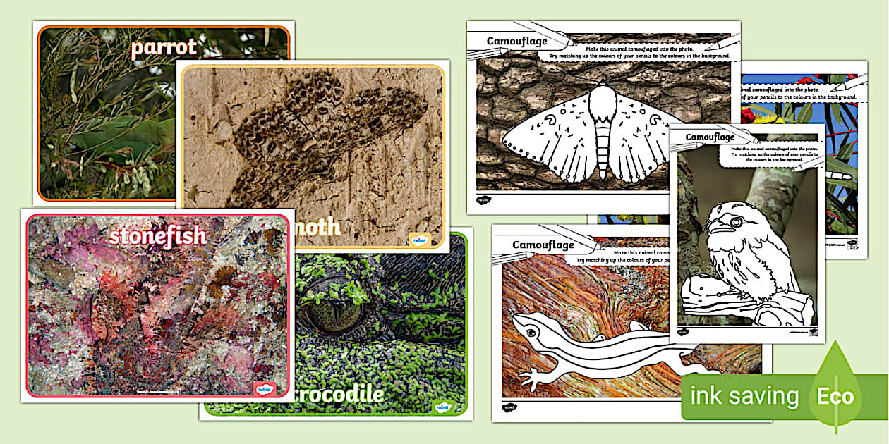 Australian Animal Camouflage Photos and Craft Activity