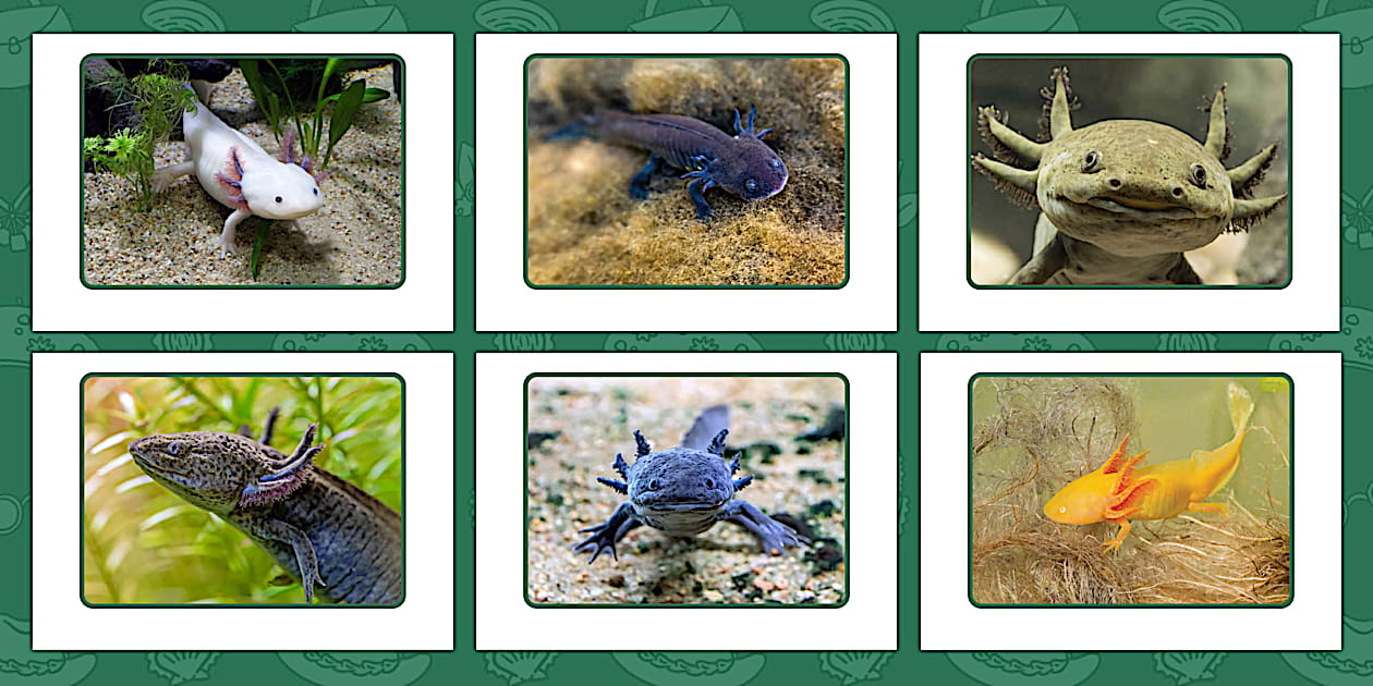 Axolotls Photo Pack (Teacher-Made) - Twinkl