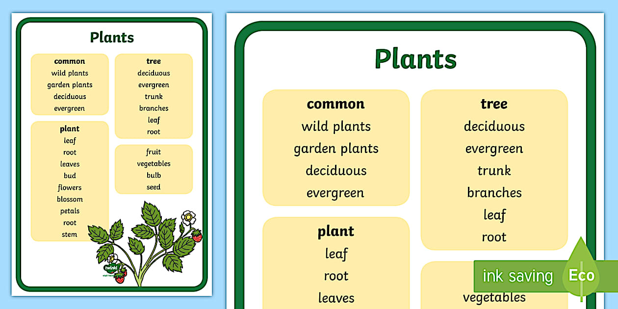 Cursive Year 1 Plants Scientific Vocabulary Poster - Twinkl