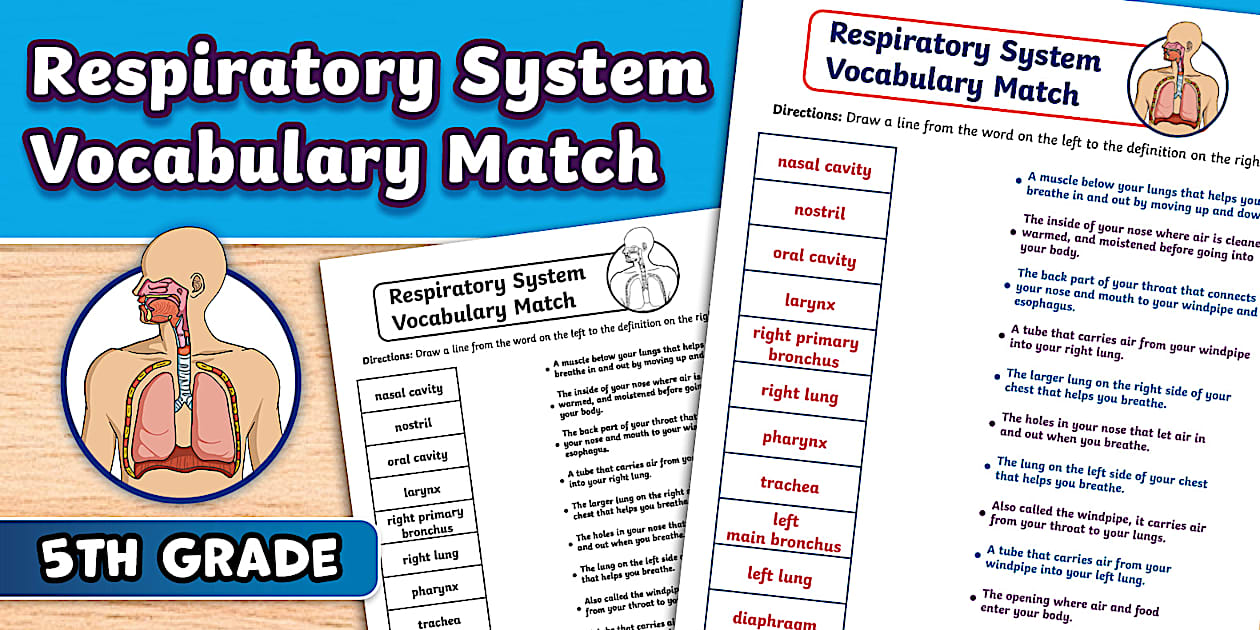 Fifth Grade Respiratory System Vocabulary Match Worksheet