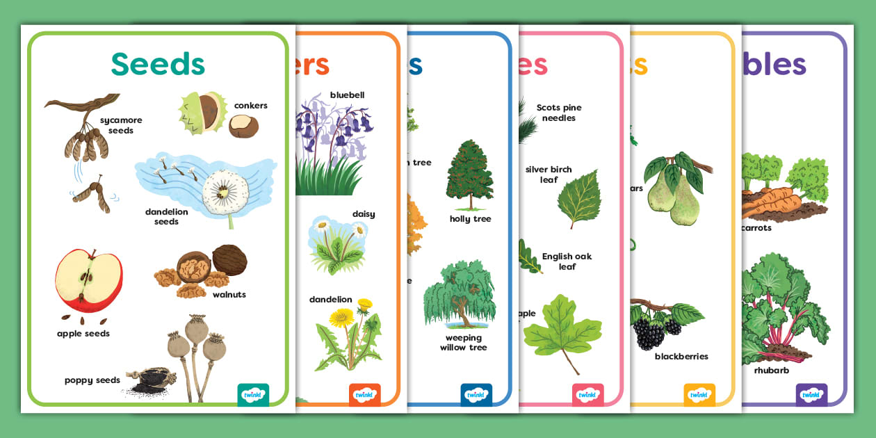 Originals First Words Display Posters: Plants and Growing