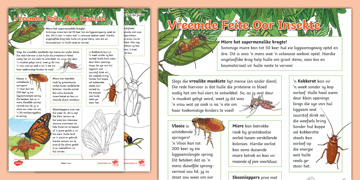 Vinnige Feite oor Insekte (teacher made) - Twinkl