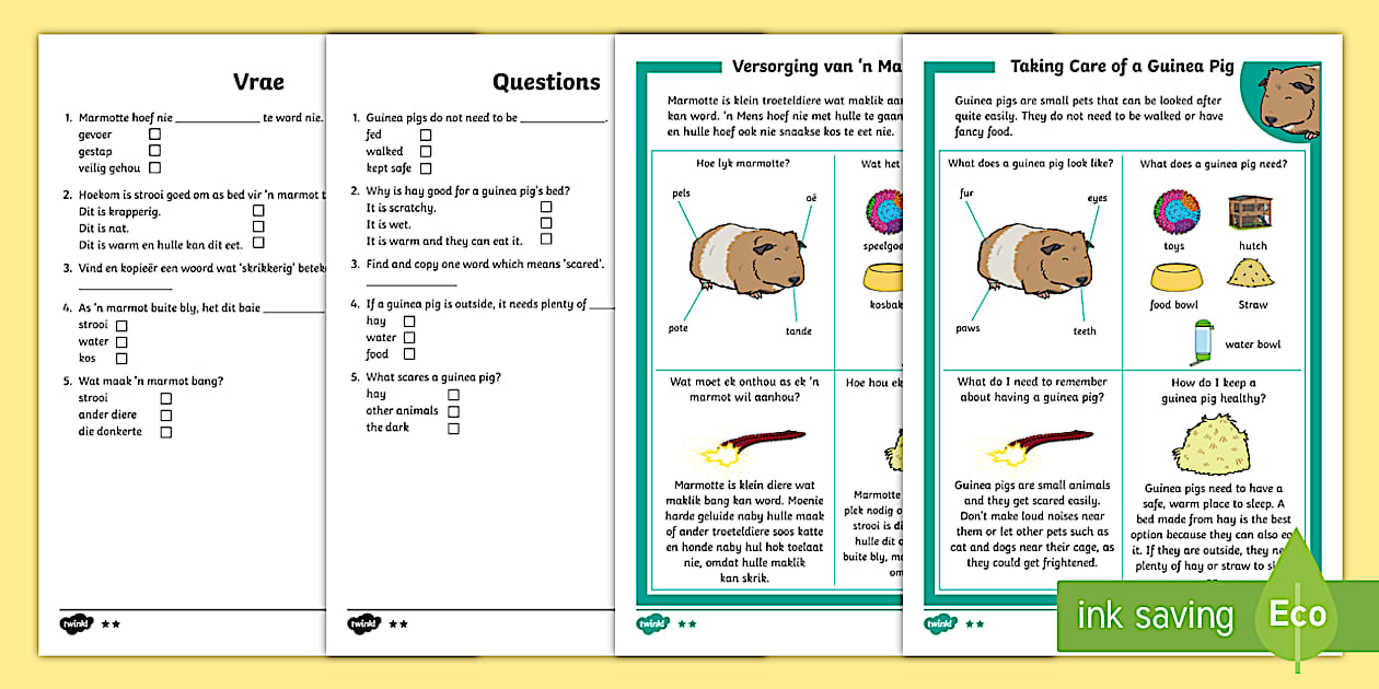 How To Look After A Guinea Pig Differentiated Reading Comprehension