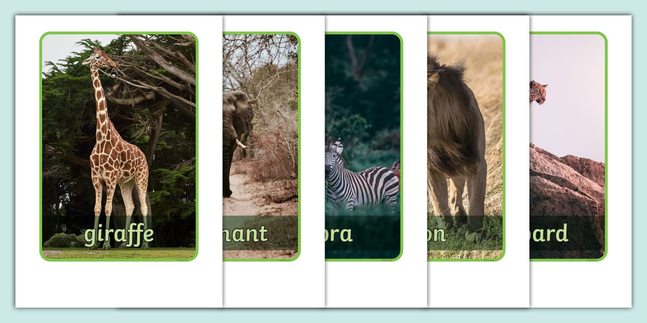 On Safari Photo Display Poster (teacher made) - Twinkl