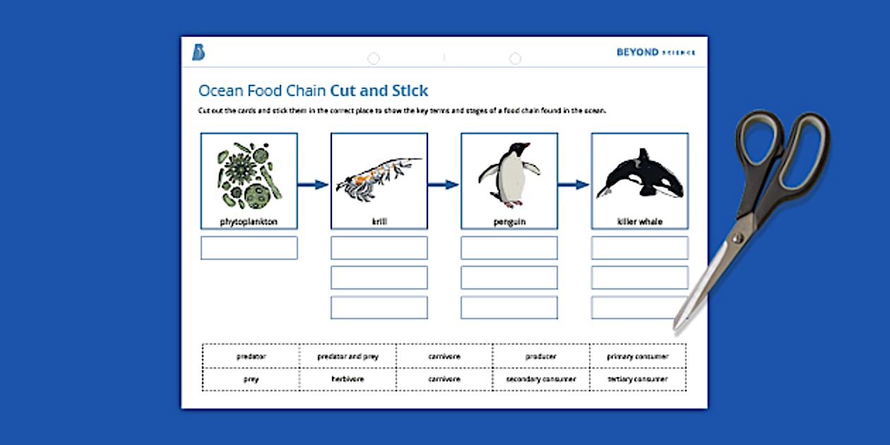 Marine Food Chains And Food Webs Worksheet | Aquatic
