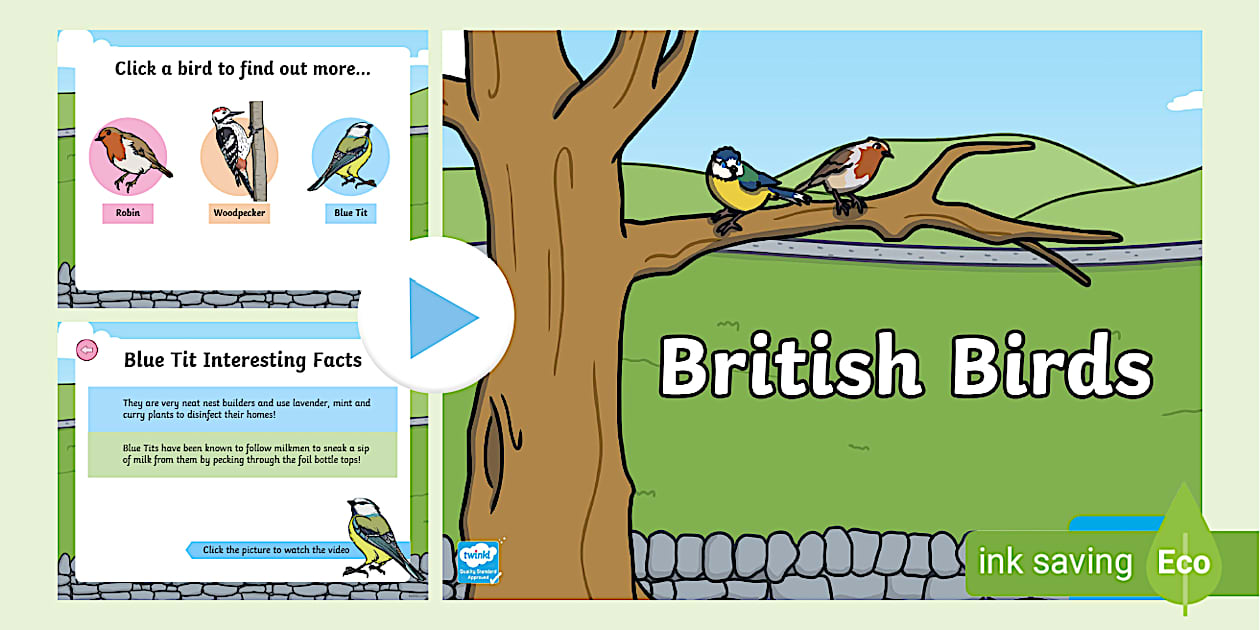 British Birds KS1 Video PowerPoint - Primary Resources