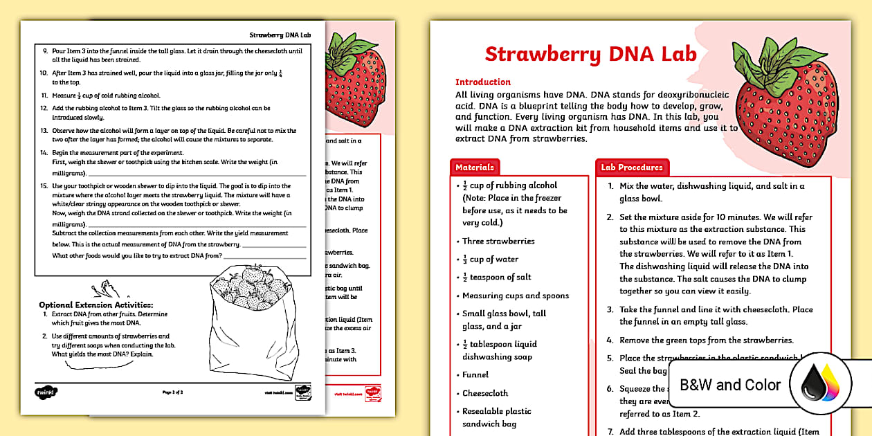 Strawberry DNA Worksheet Lab for 6th-8th Grade - Twinkl