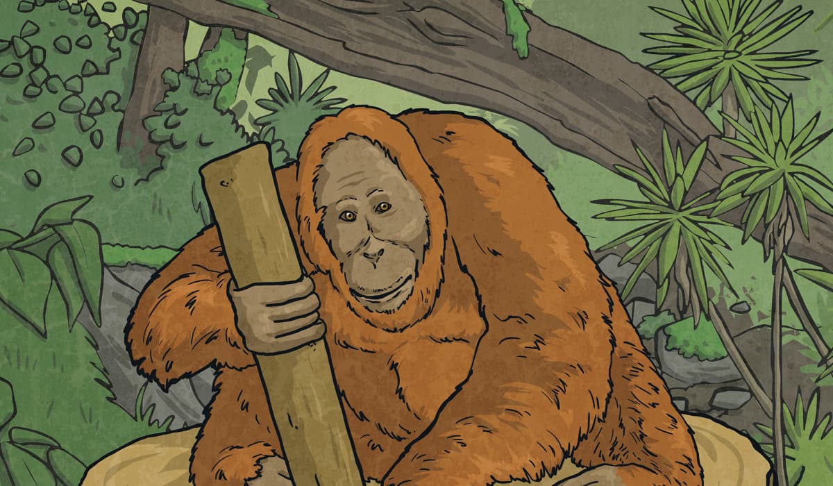 Orangutans Can Use Tools - Twinkl NewsRoom - Twinkl