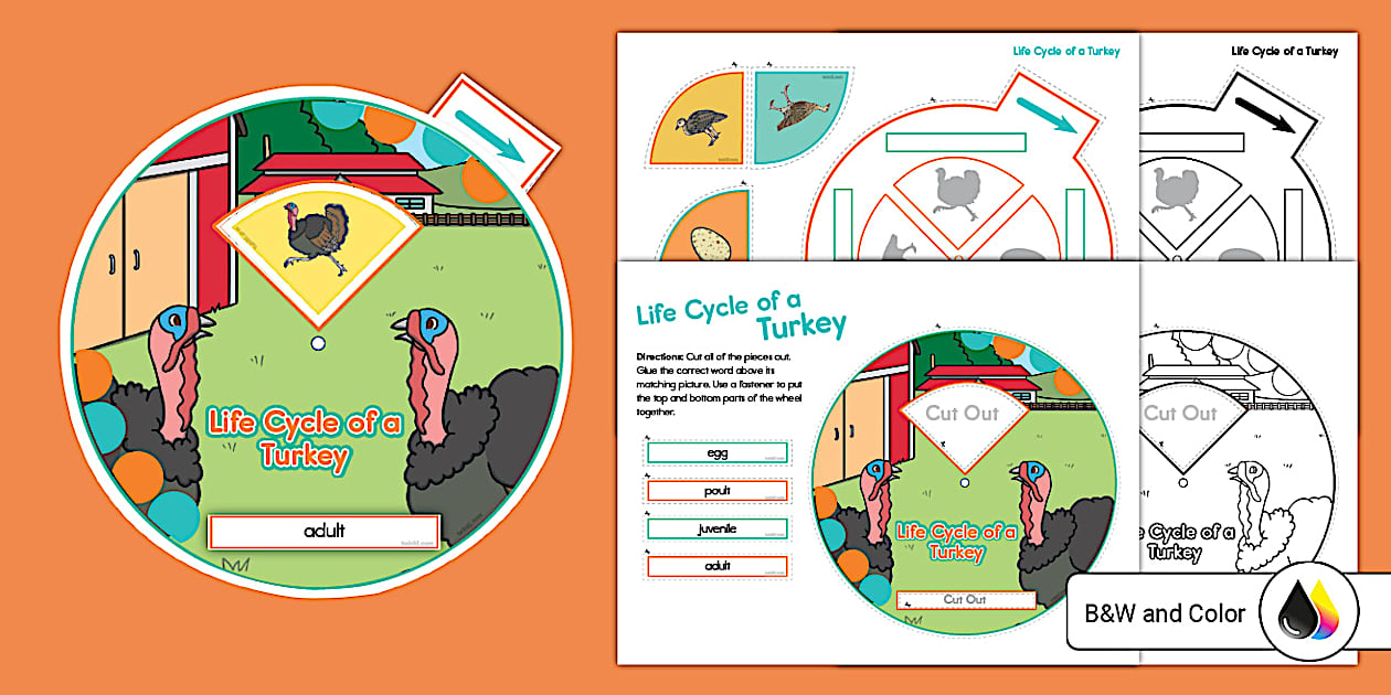 Life Cycle of a Turkey Spin Wheel (Teacher-Made) - Twinkl