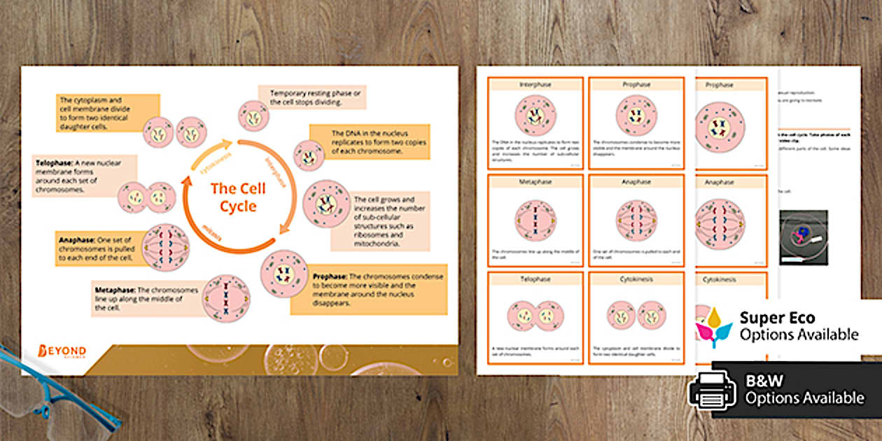 Make a Cell Cycle Model | Edexcel Biology | Beyond - Twinkl