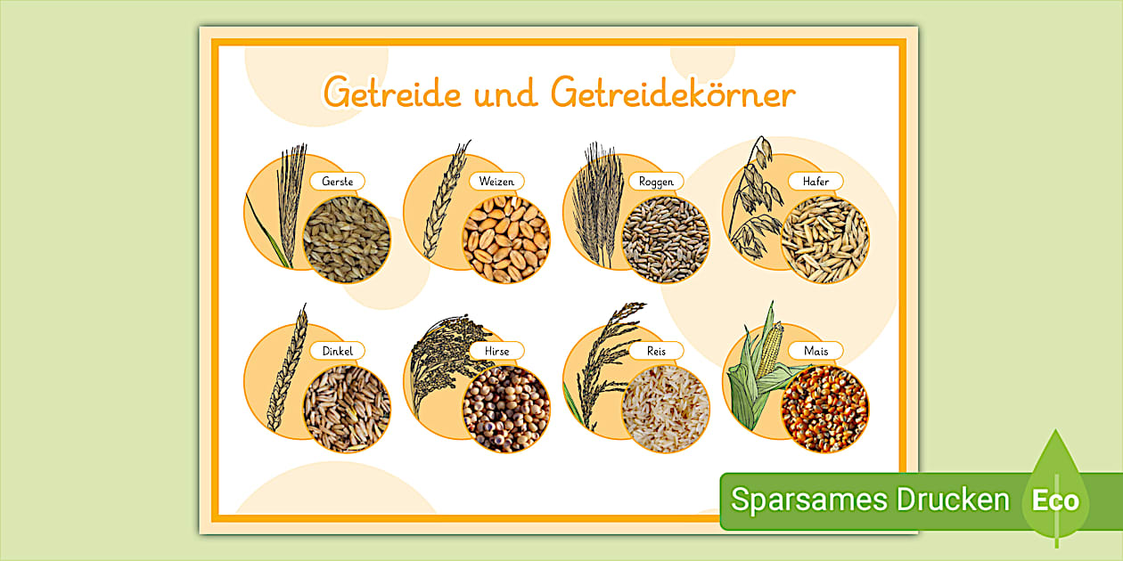 Getreide und Getreidekörner - Poster zu Getreide für die Grundschule