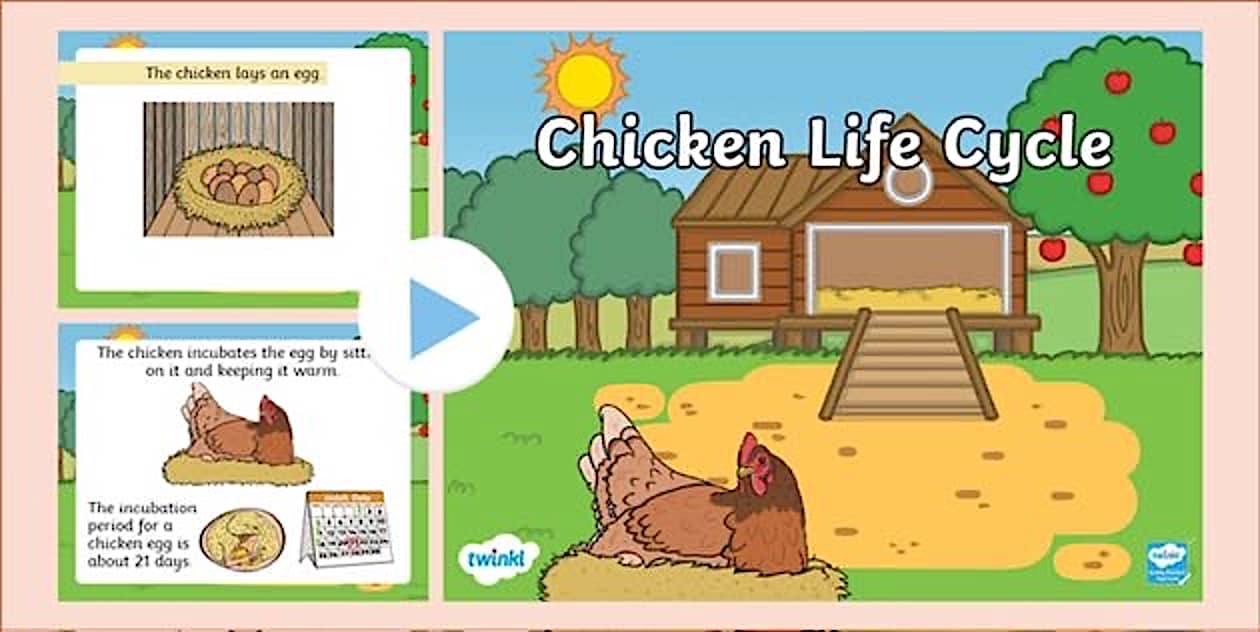 KS1 Life Cycle of a Chicken PowerPoint - Twinkl - KS1