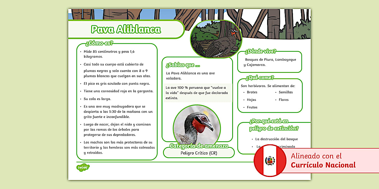 Texto informativo: Pava Aliblanca (teacher made) - Twinkl